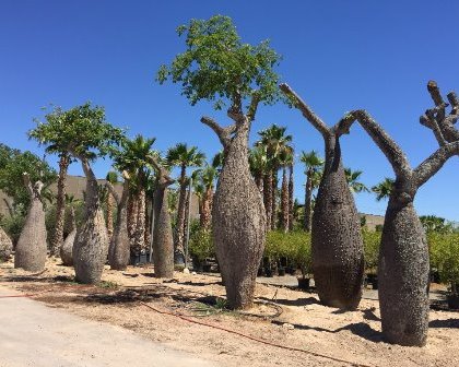 Mediterranean trees - Mediterranean-Trees.com