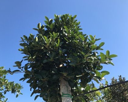 Mediterranean trees - Mediterranean-Trees.com