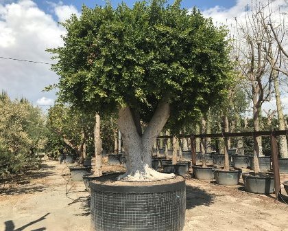 Mediterranean trees - Mediterranean-Trees.com