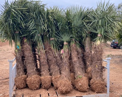 Trachycarpus fortunei rootball - Mediterranean-Trees.com