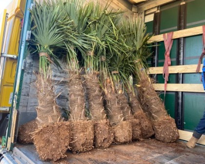 Trachycarpus fortunei rootball - Mediterranean-Trees.com