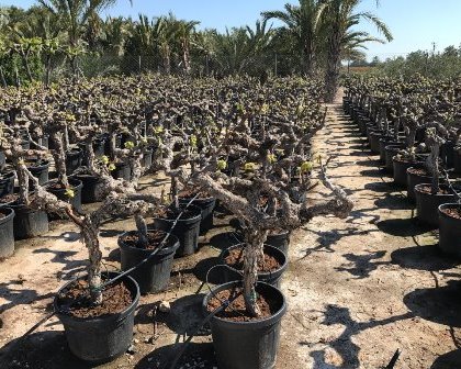 Grapevine (Vitis vinifera) - Mediterranean-Trees.com